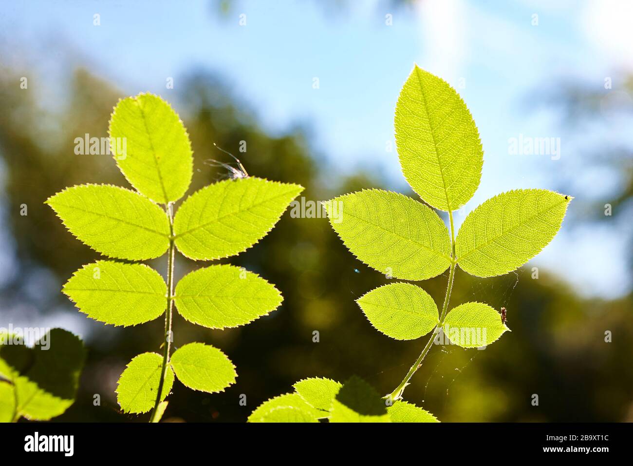 England countryside leaves hi-res stock photography and images - Alamy