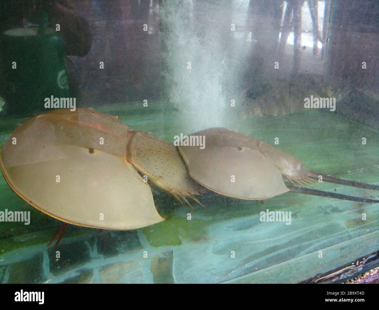 Tachypleus Tridentatus High Resolution Stock Photography and Images - Alamy