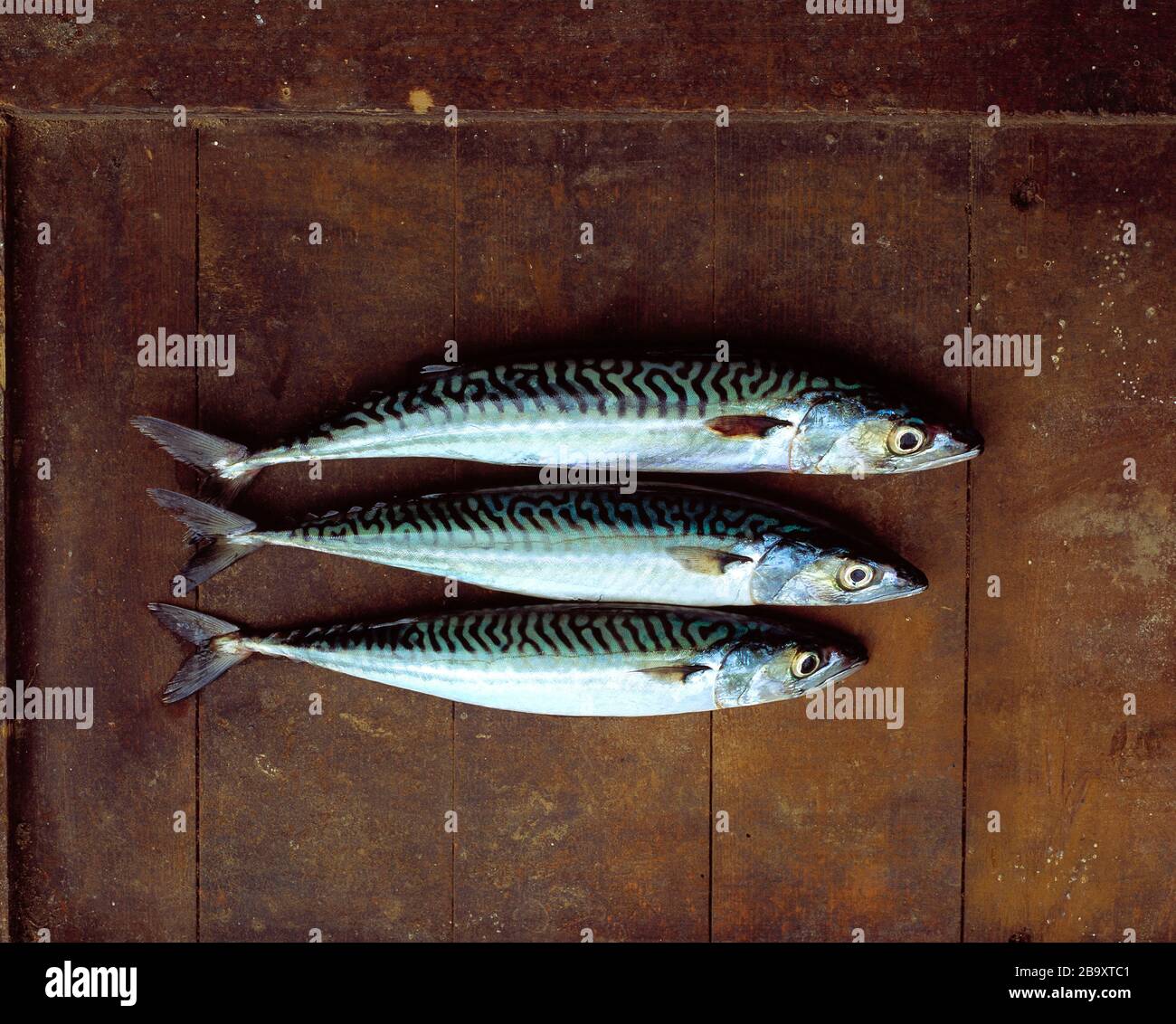 Dead fish on fishing deck hi-res stock photography and images - Alamy
