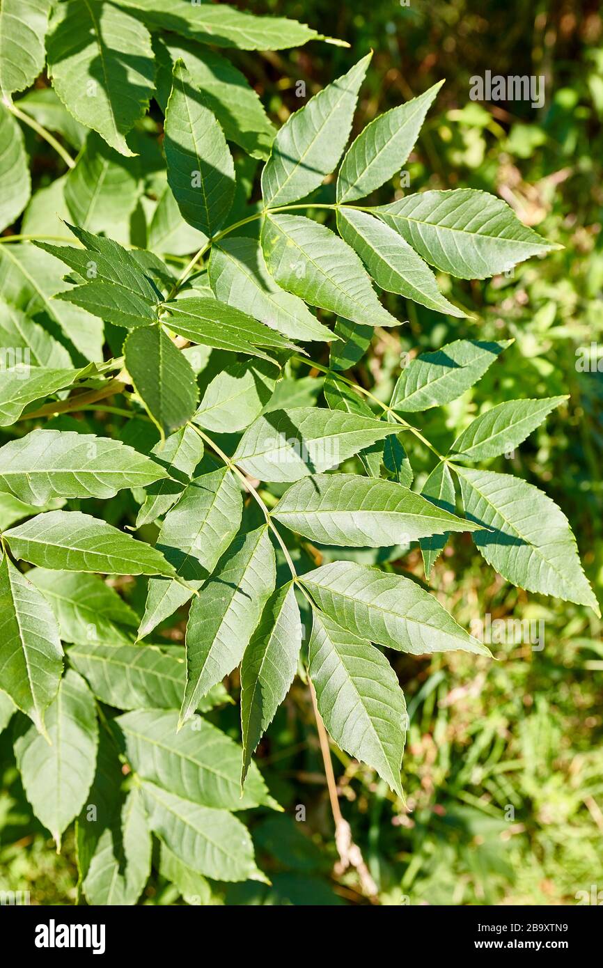 Thick, green bush and tree Summer foliage in the English countryside ...