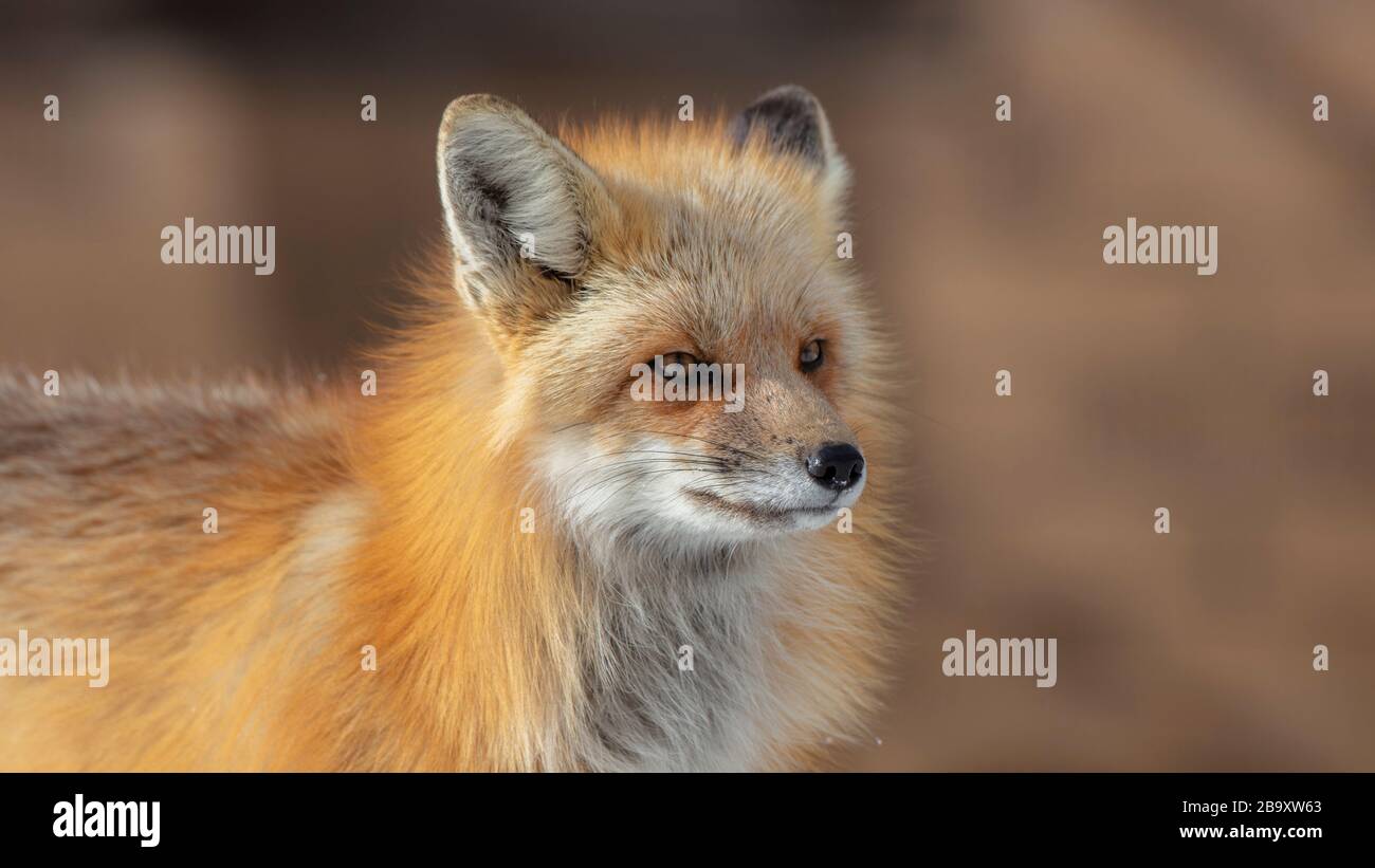 Red Fox walking on the snow in the Rocky Mountains of Colorado, taaken ...