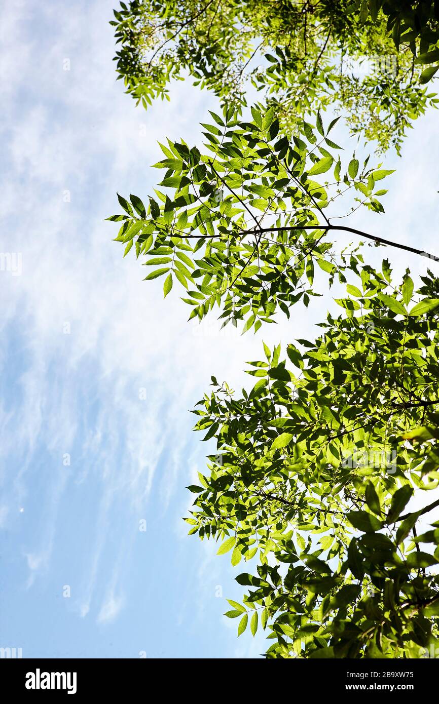 Wild woodland tree foliage and leaves against a bright blue summers sky ...