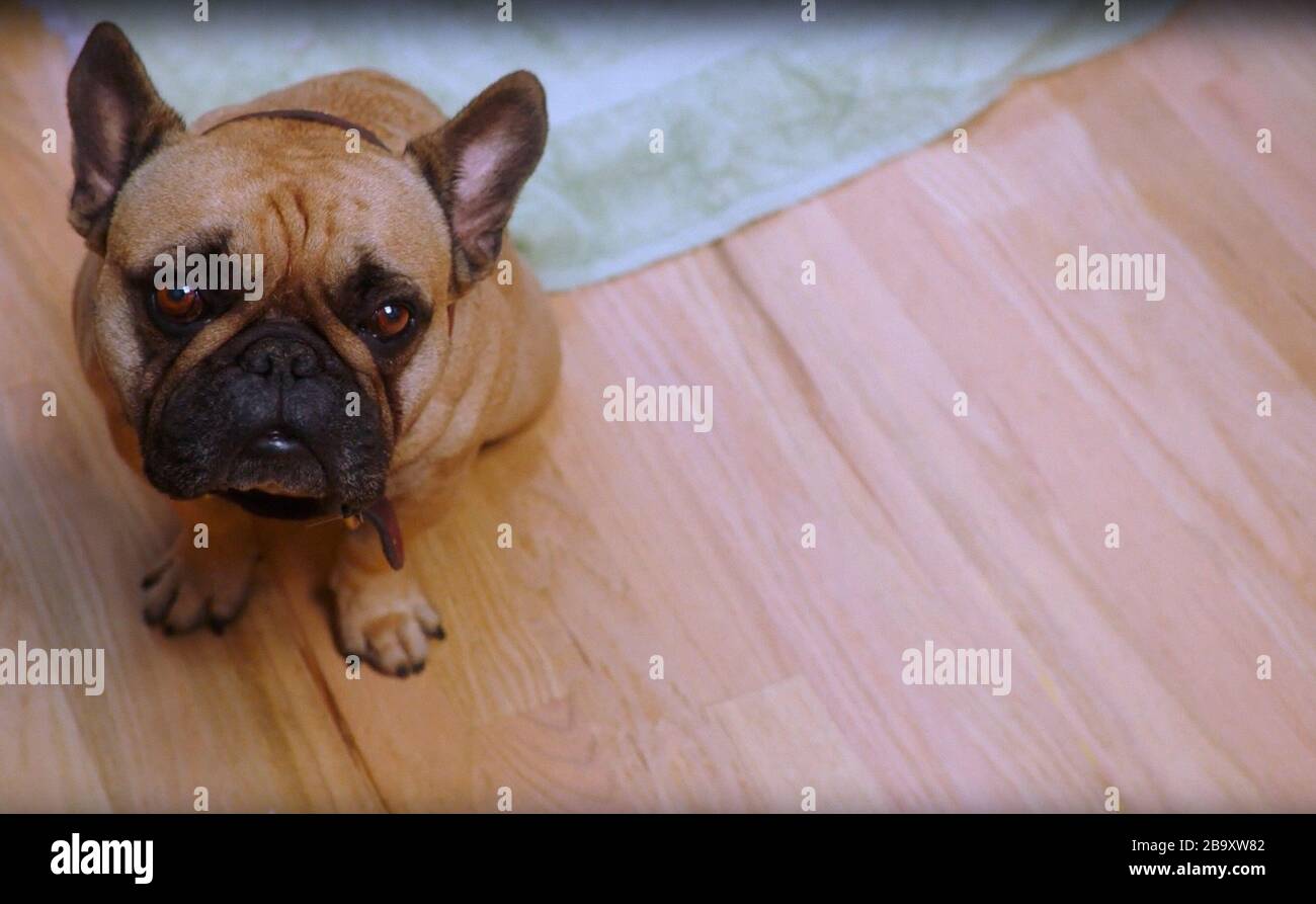 THE DOG DOC, 2019. © FilmRise / courtesy Everett Collection Stock Photo ...