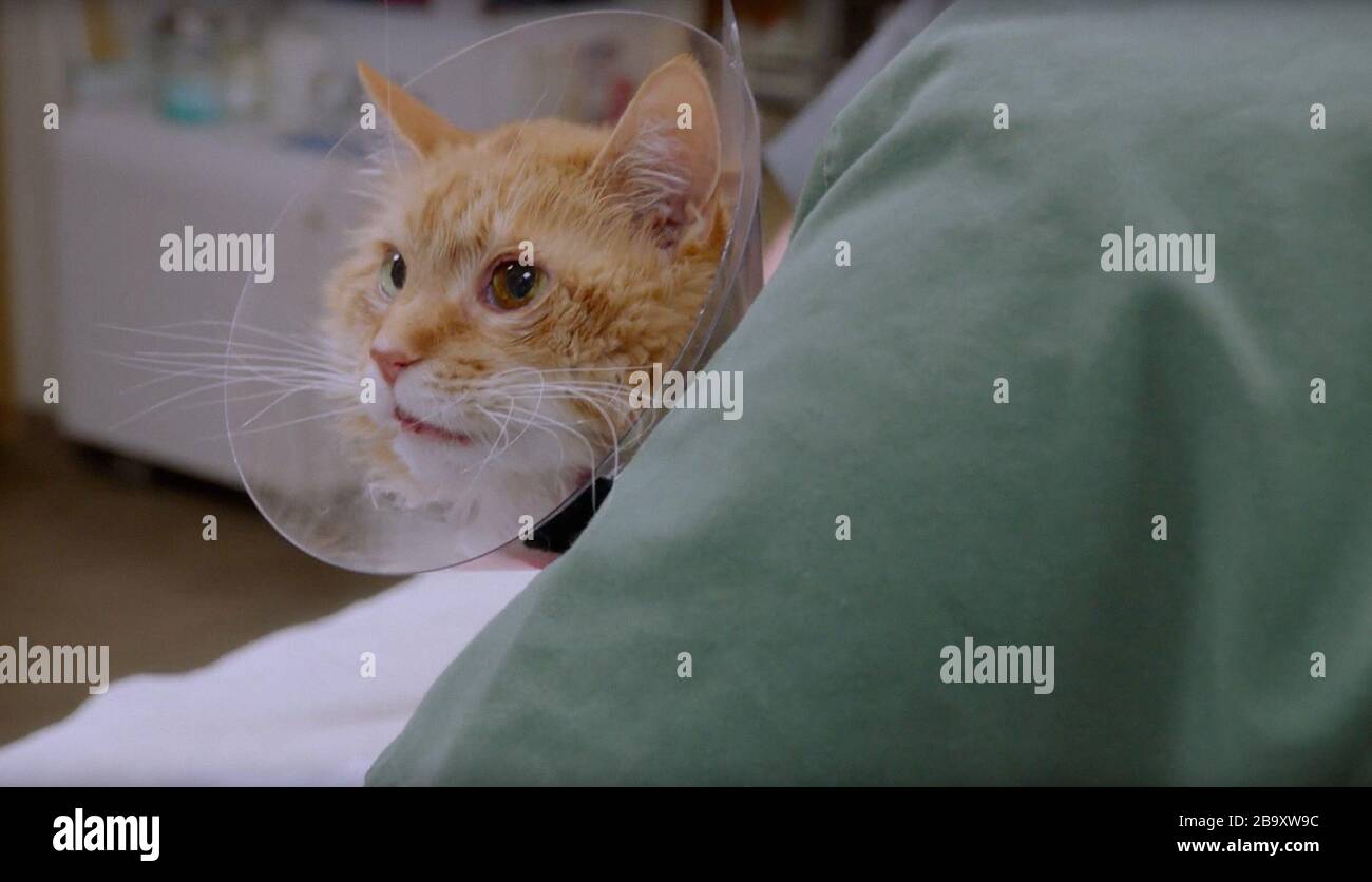 THE DOG DOC, 2019. © FilmRise / courtesy Everett Collection Stock Photo ...