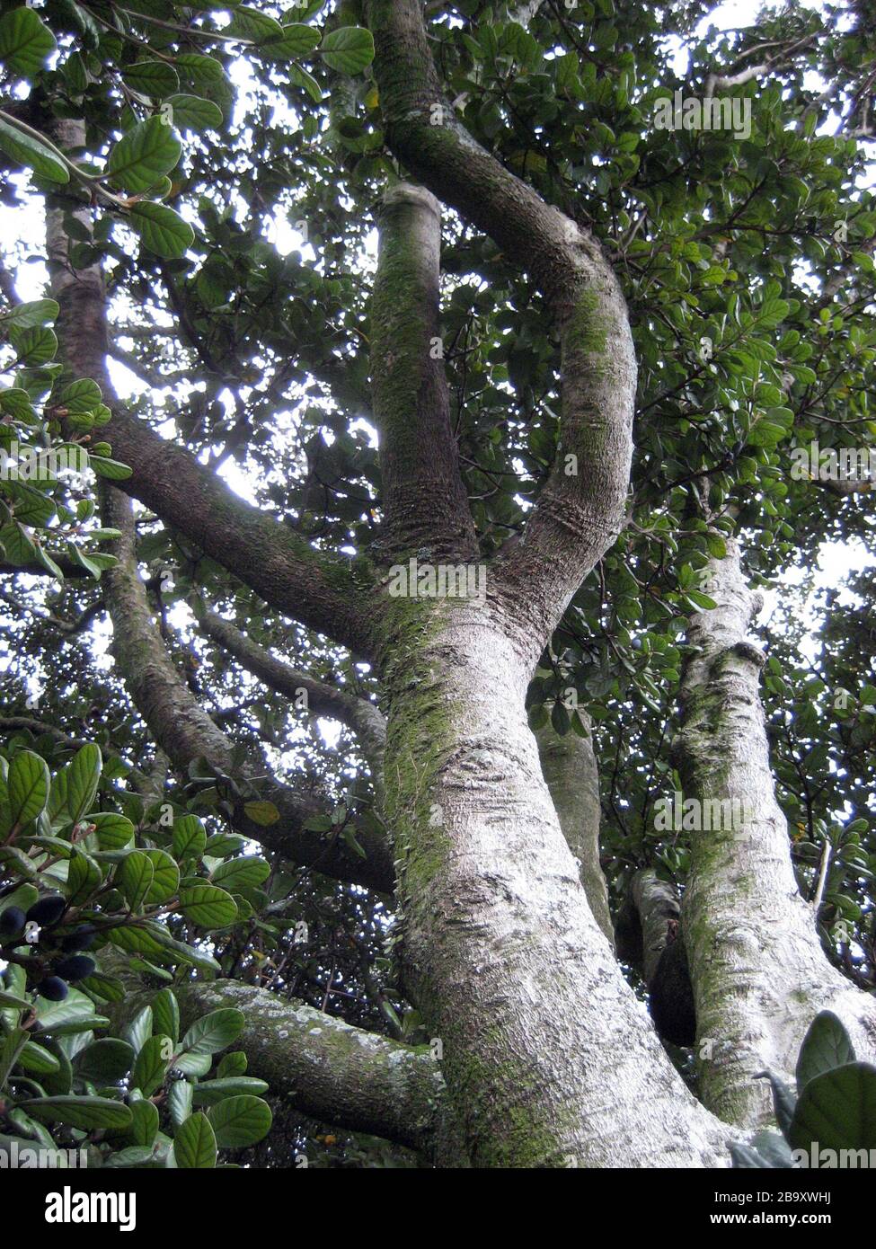 Taraire hi-res stock photography and images - Alamy