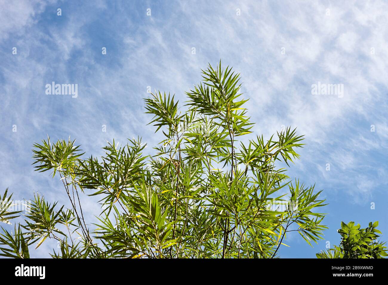 England countryside leaves hi-res stock photography and images - Alamy