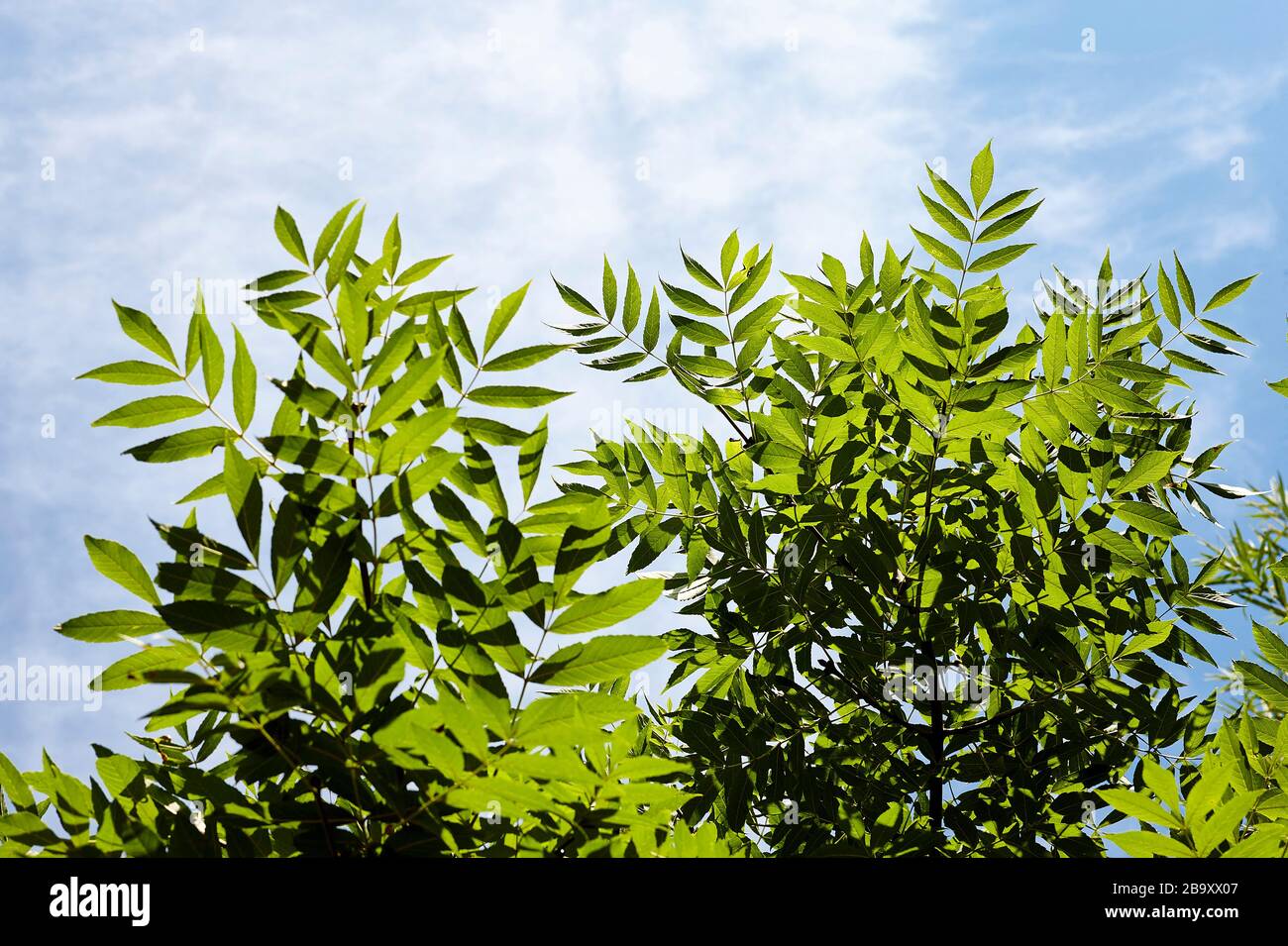 Wild woodland tree foliage and leaves against a bright blue summers sky ...