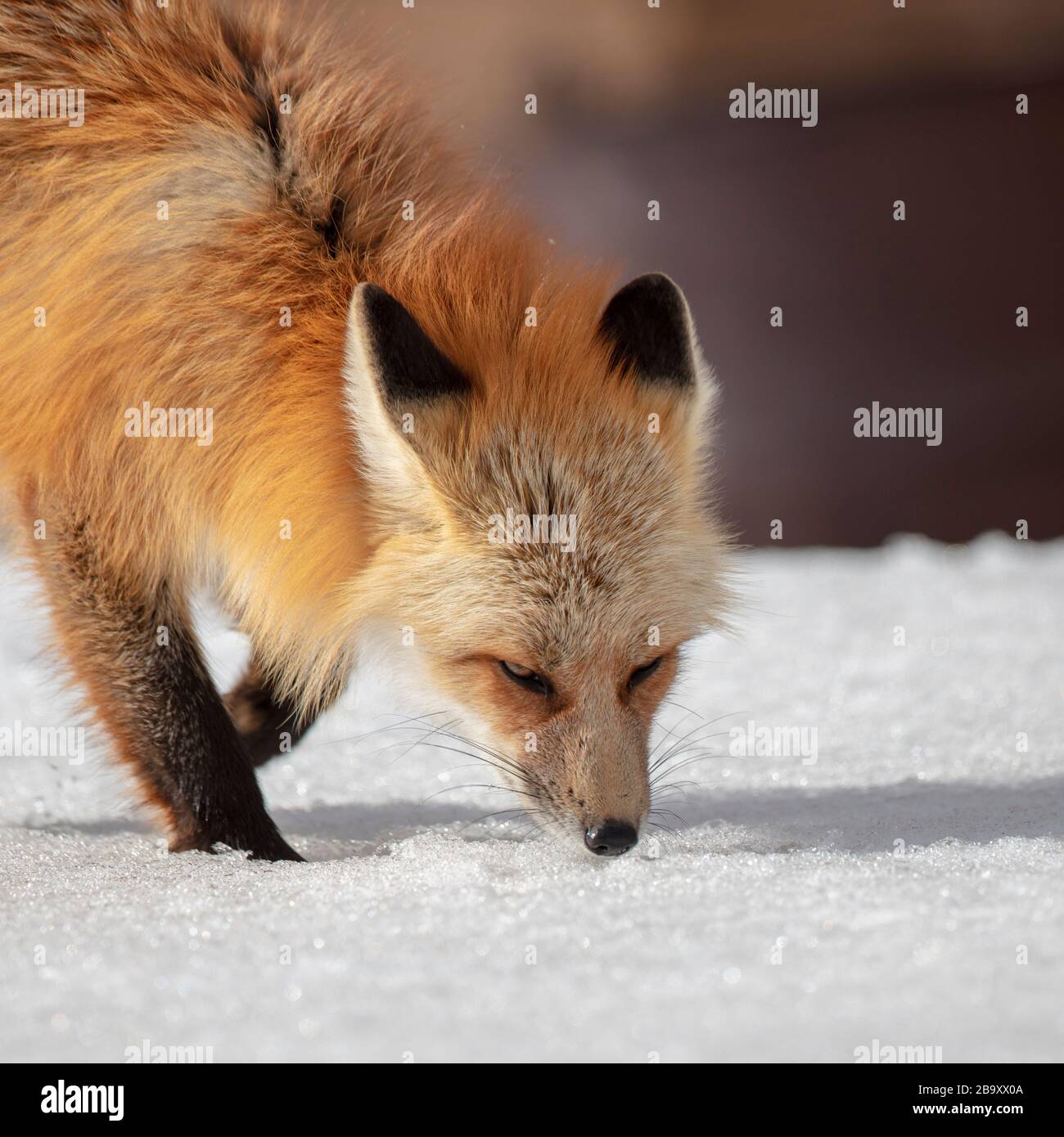Red Fox walking on the snow in the Rocky Mountains of Colorado, taaken ...