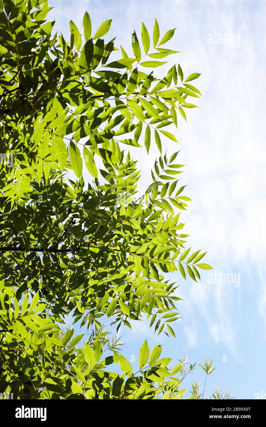 Wild woodland tree foliage and leaves against a bright blue summers sky ...