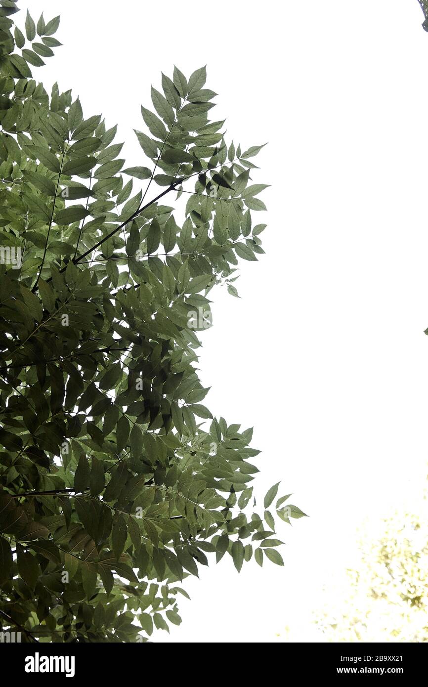 Wild woodland tree foliage and leaves against a bright blue summers sky ...