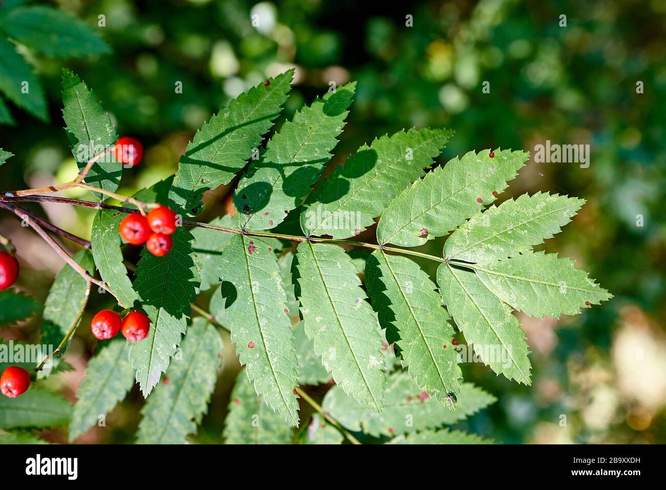 Autumn ripe berries surrounded by vibrant green foliage on bushes in ...