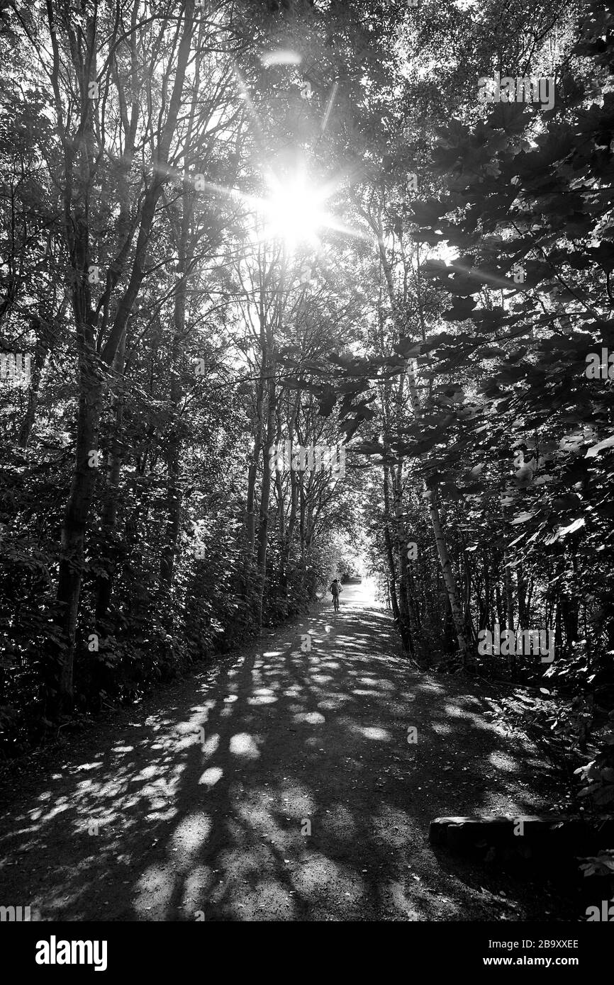 Woodland path in the English countryside on a bright sunny summers day ...
