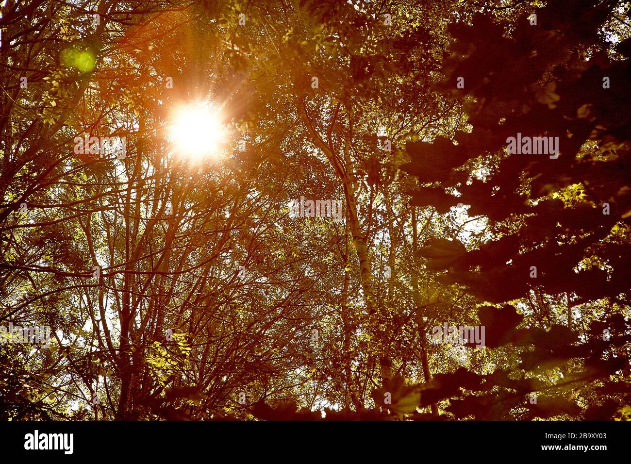 The Summer sun through tree foliage in the English countryside, UK ...