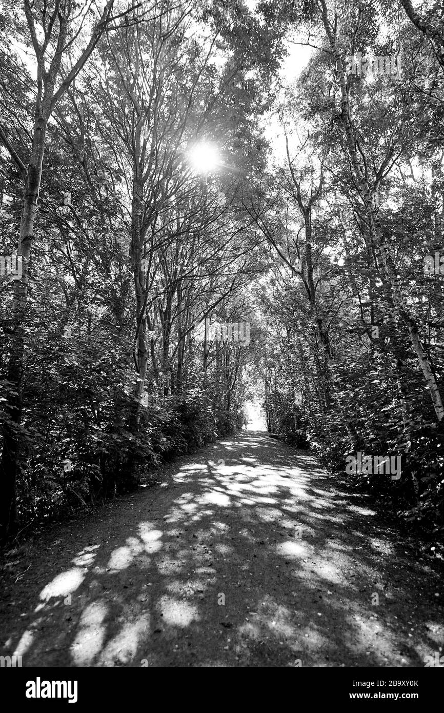 Woodland path in the English countryside on a bright sunny summers day ...