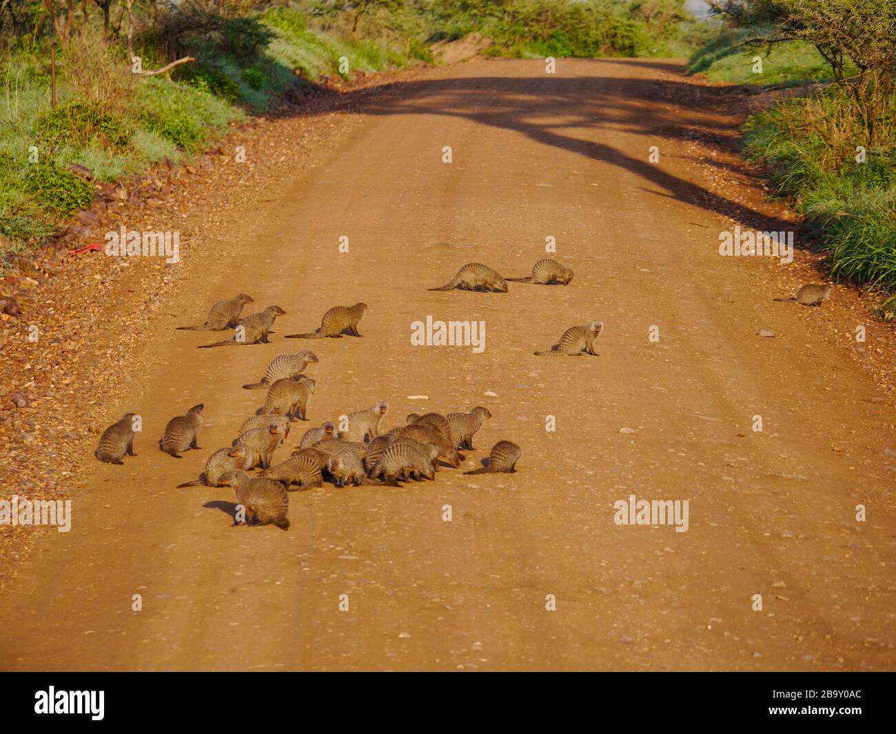 Big colony of banded mongooses (Mungos mungo) crossing the road in ...