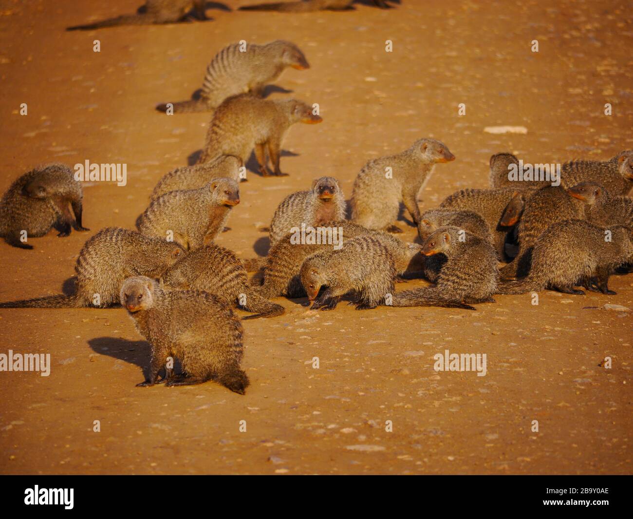 Banded mongoose family hi-res stock photography and images - Alamy