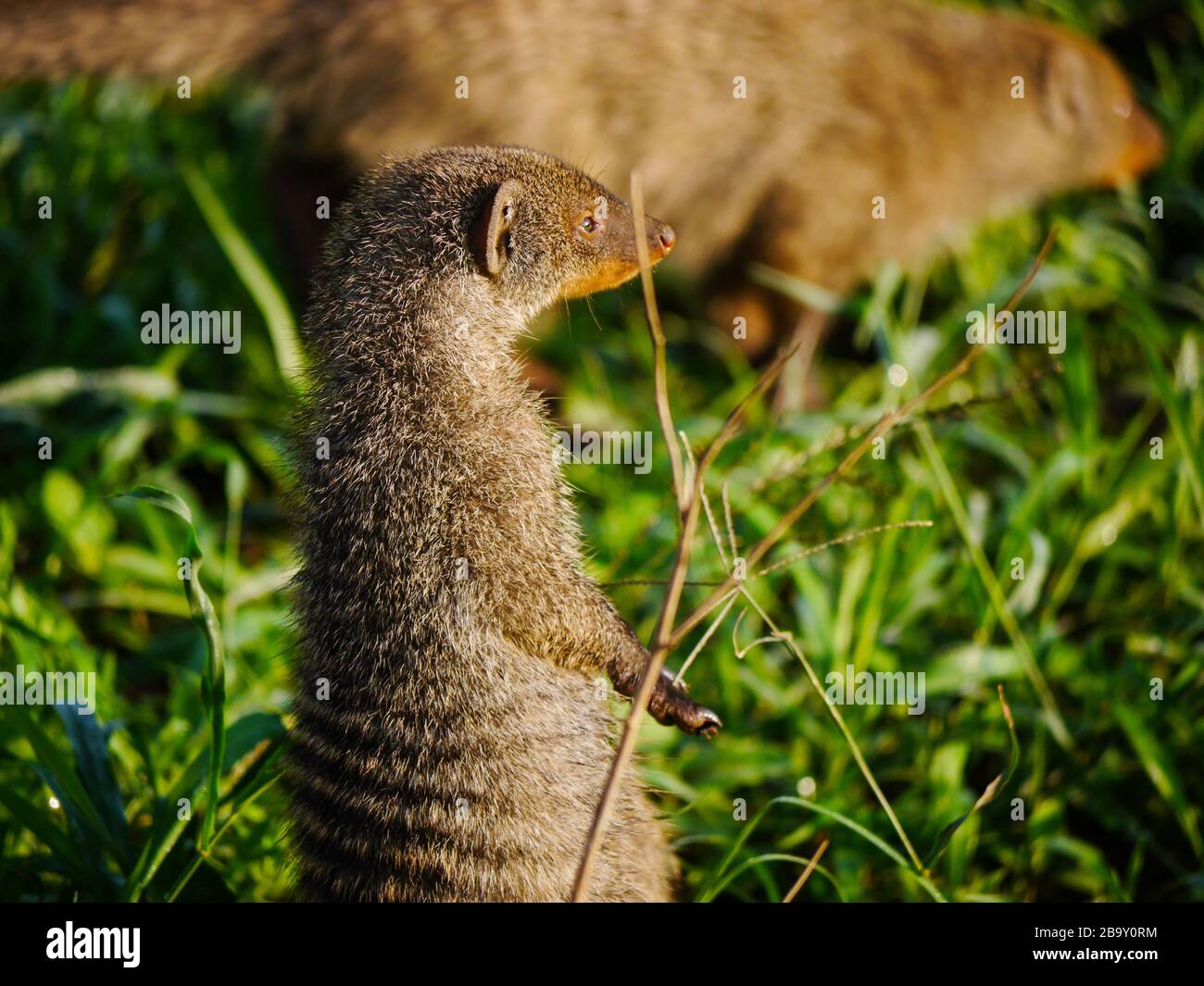Mongoose hair hi-res stock photography and images - Alamy