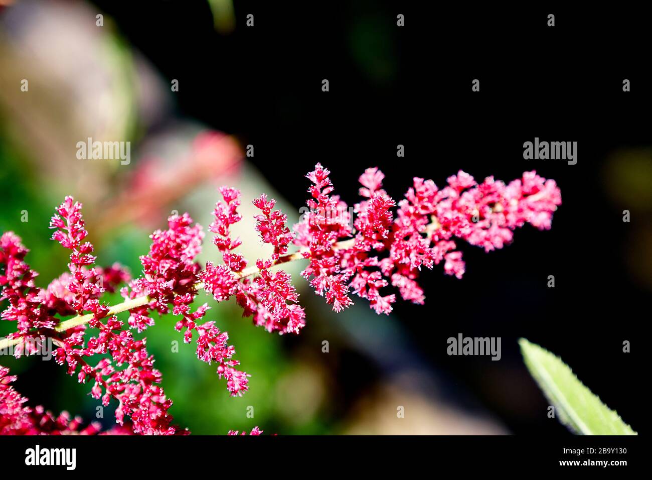 Beautiful, bright wild woodland flowers on a golden summers day in the ...