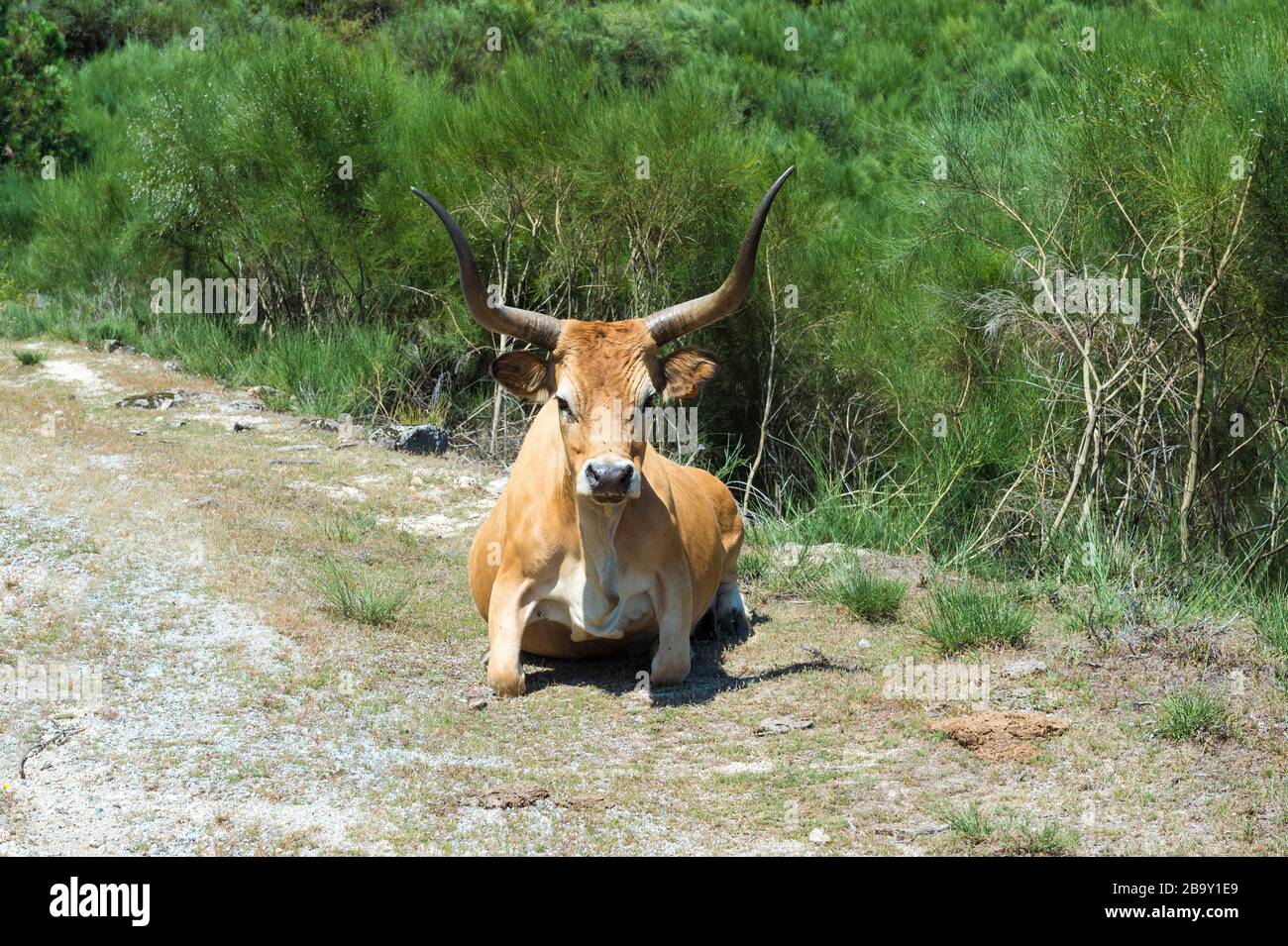 Cachena cow hi-res stock photography and images - Alamy