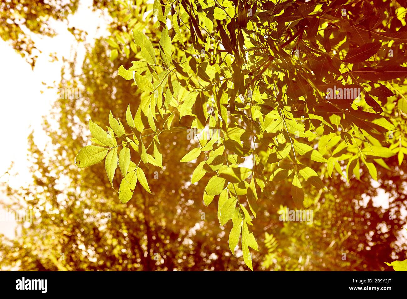 The Summer sun through tree foliage in the English countryside, UK ...