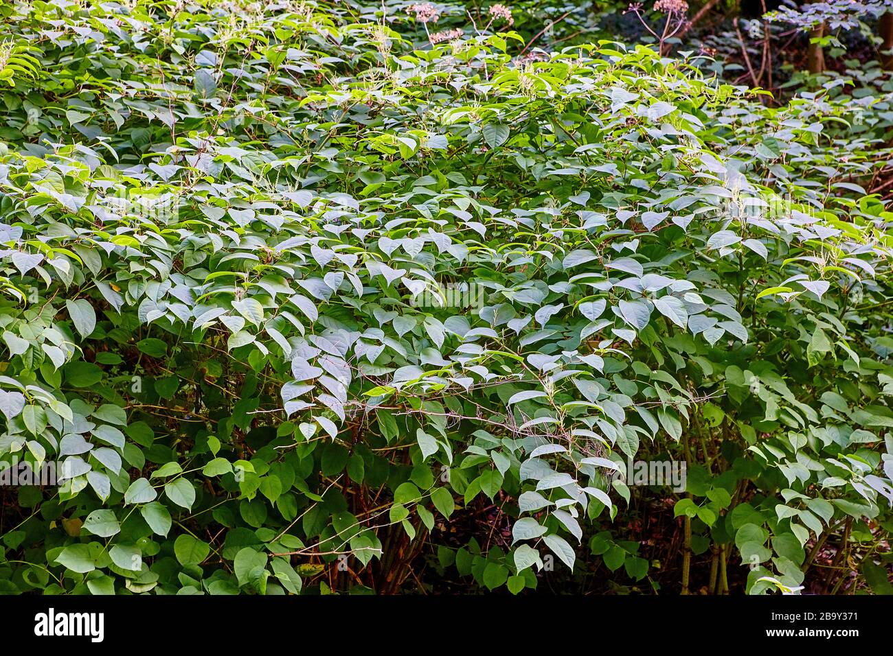 Thick, green bush and tree Summer foliage in the English countryside ...