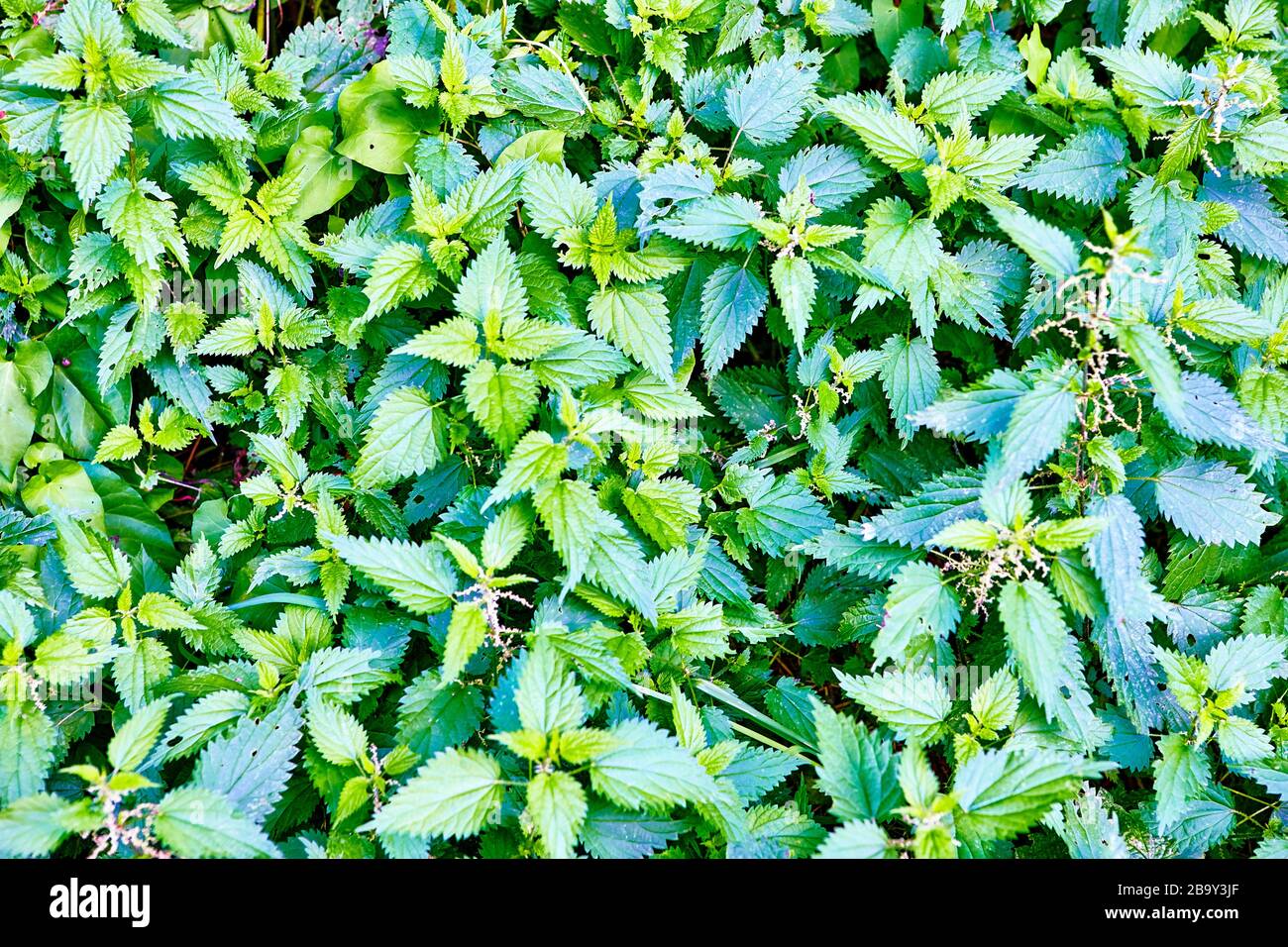 Thick, green bush and tree Summer foliage in the English countryside ...