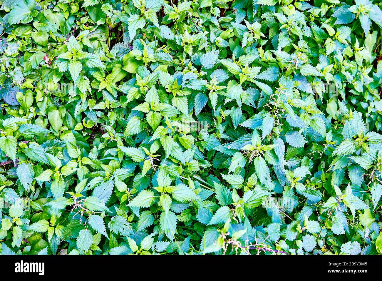 Thick, green bush and tree Summer foliage in the English countryside ...