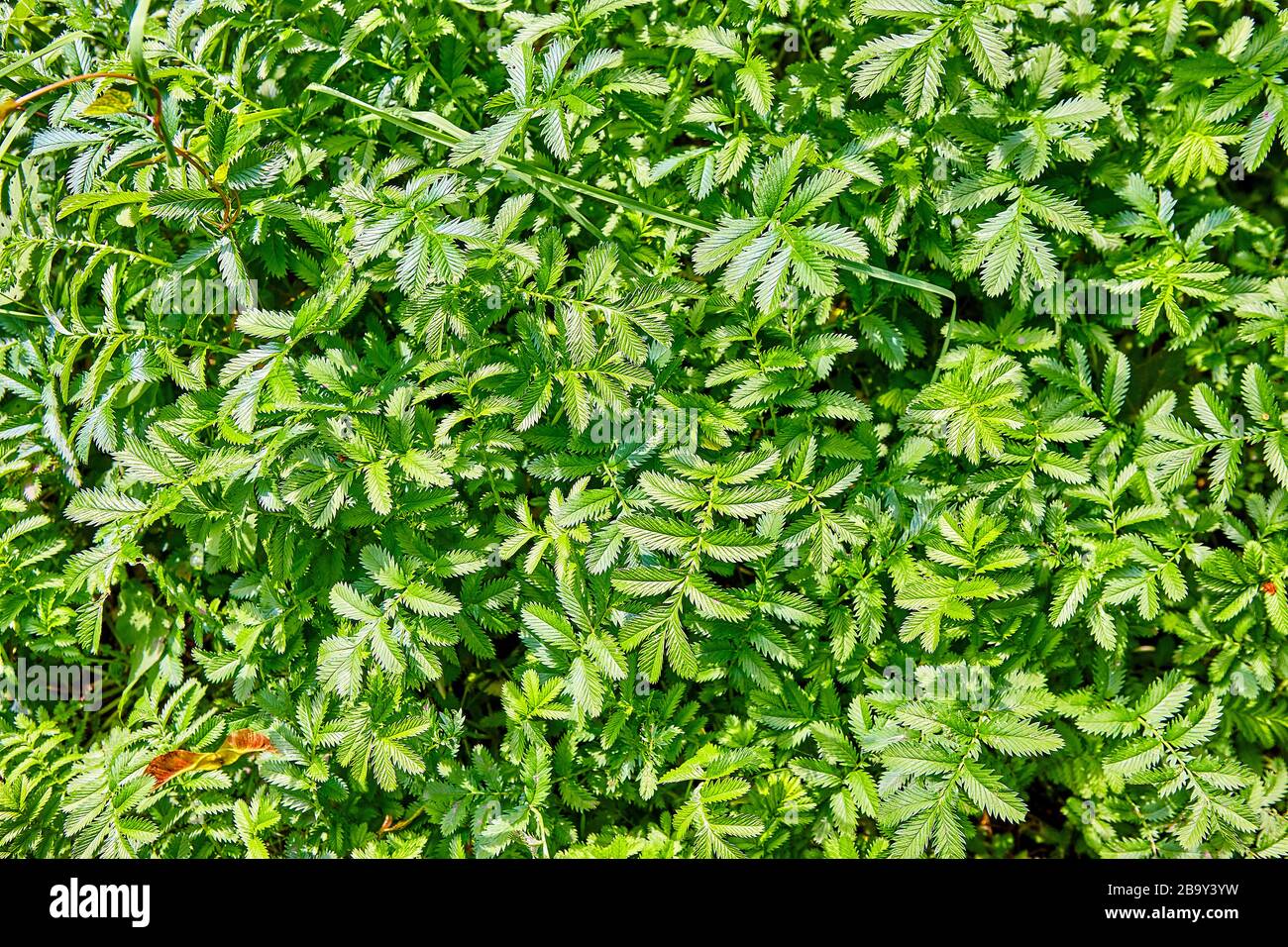 Thick, green bush and tree Summer foliage in the English countryside ...