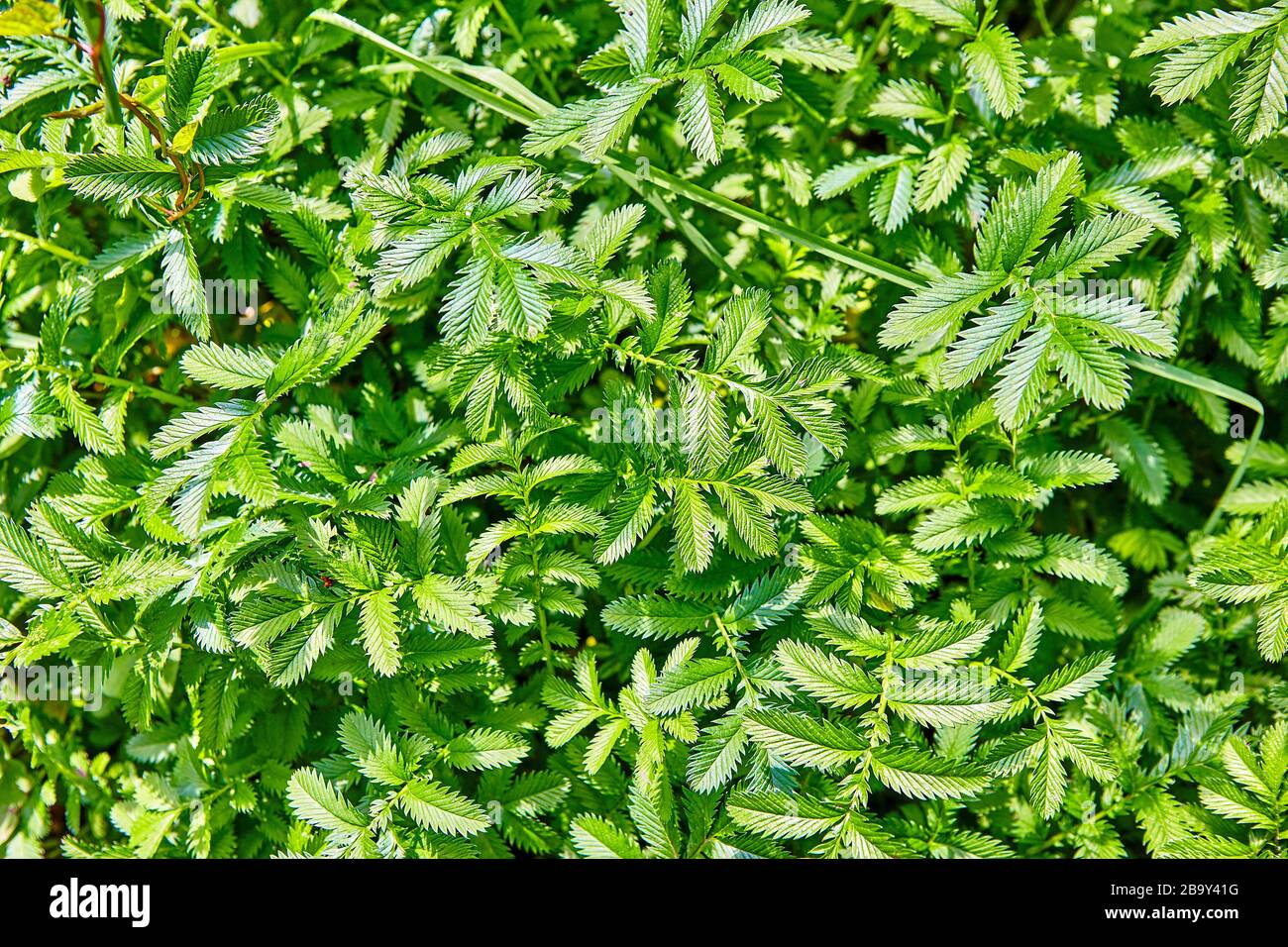 Thick, green bush and tree Summer foliage in the English countryside ...