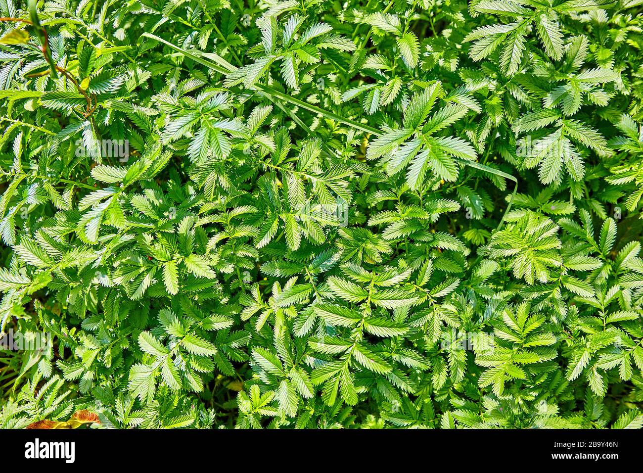 Thick, green bush and tree Summer foliage in the English countryside ...