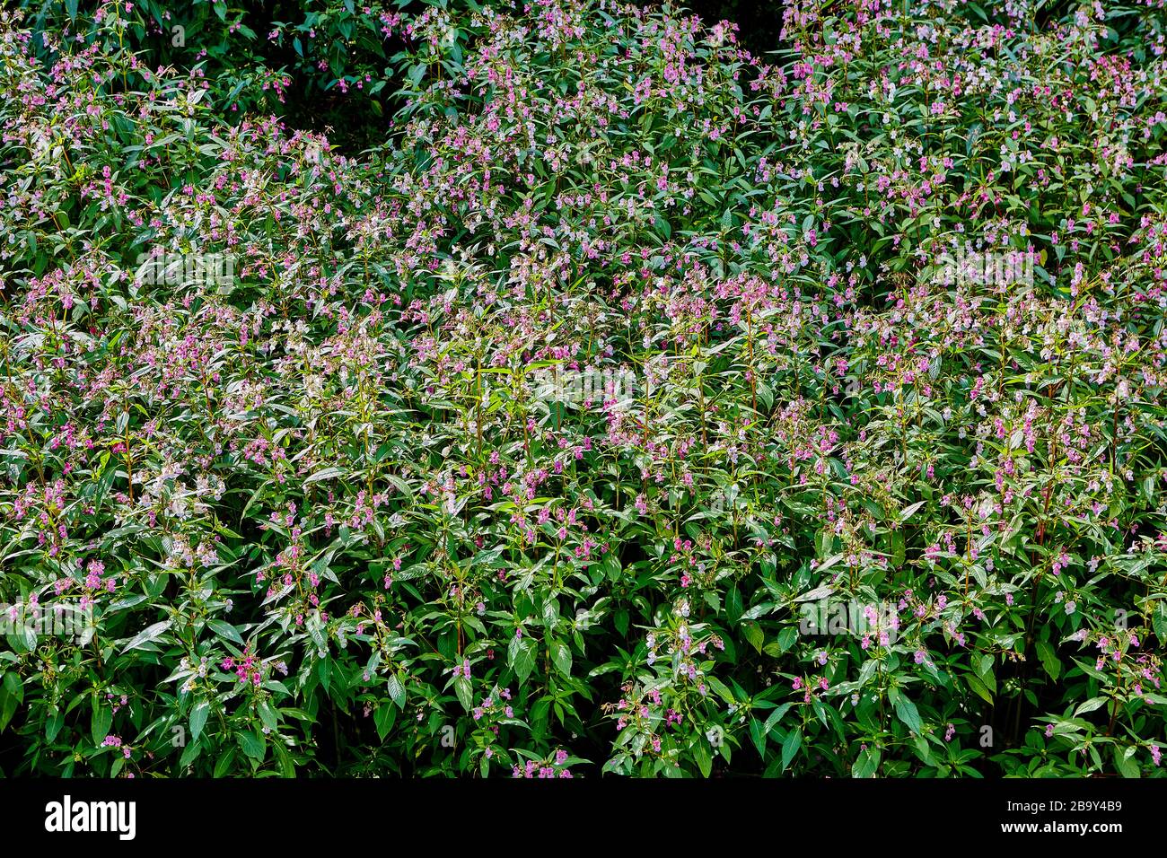 Thick, green bush and tree Summer foliage in the English countryside ...
