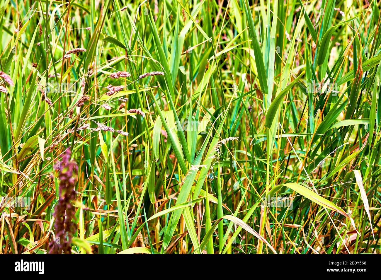 Vibrant green reeds in the English countryside on a bright summers day ...