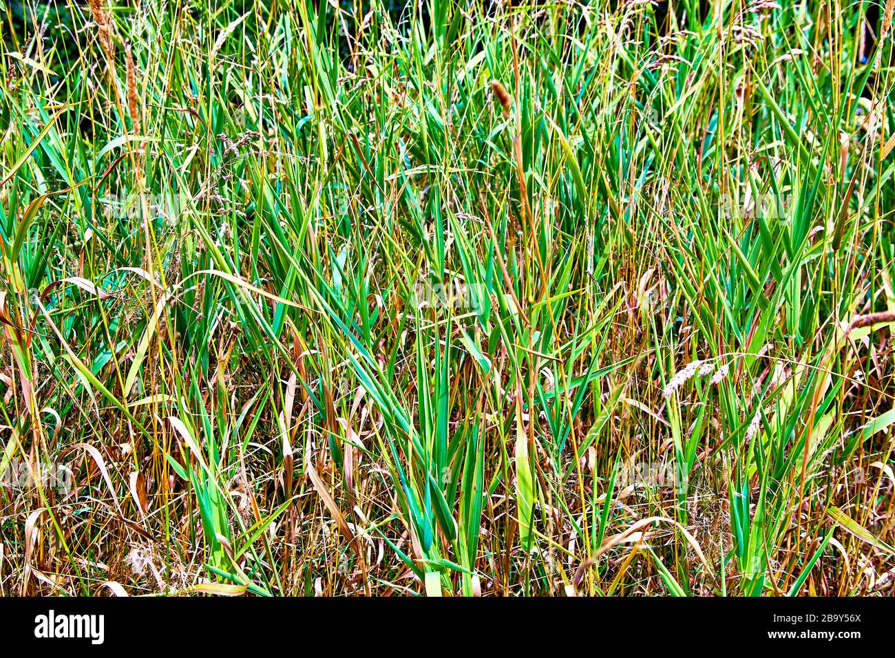 Vibrant green reeds in the English countryside on a bright summers day ...