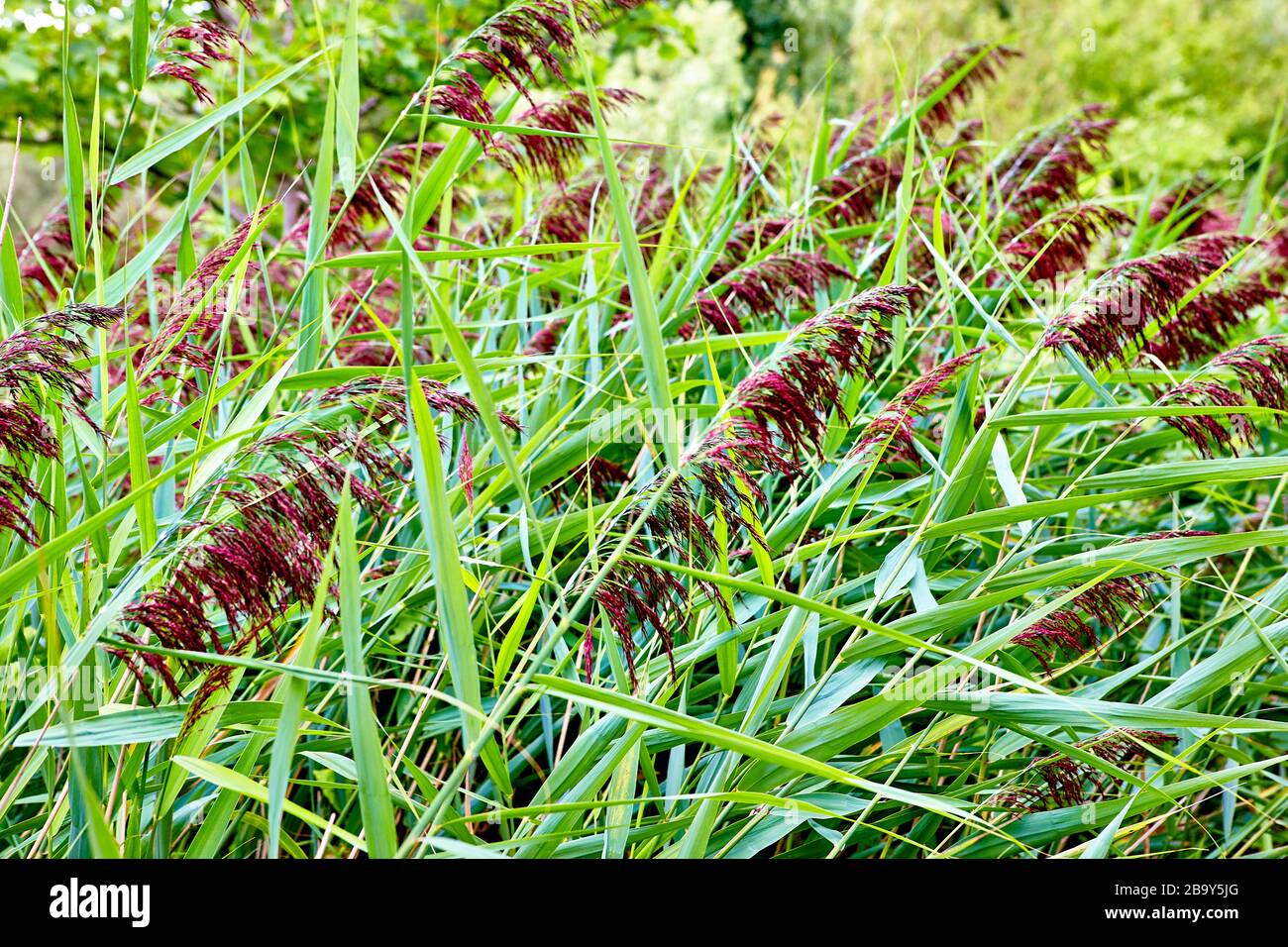 Vibrant green reeds in the English countryside on a bright summers day ...