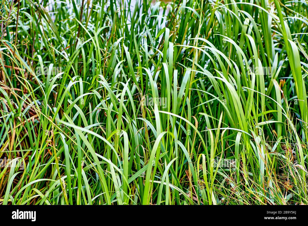 Vibrant green reeds in the English countryside on a bright summers day ...
