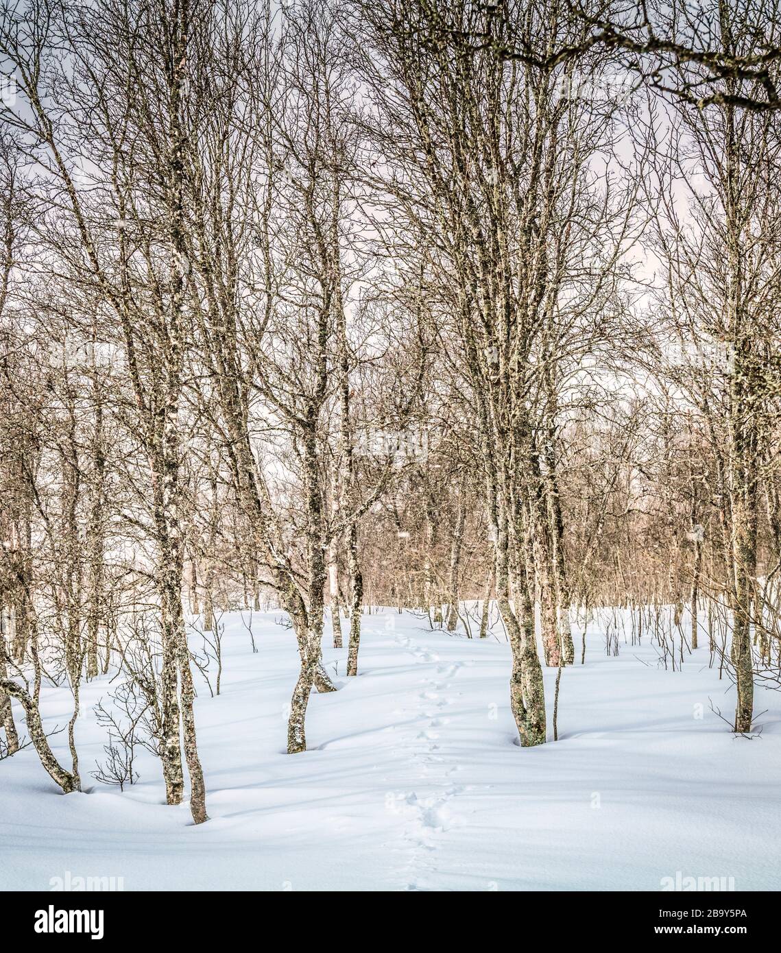 Birch trees in a winter landscape. tromso, Norway Stock Photo - Alamy