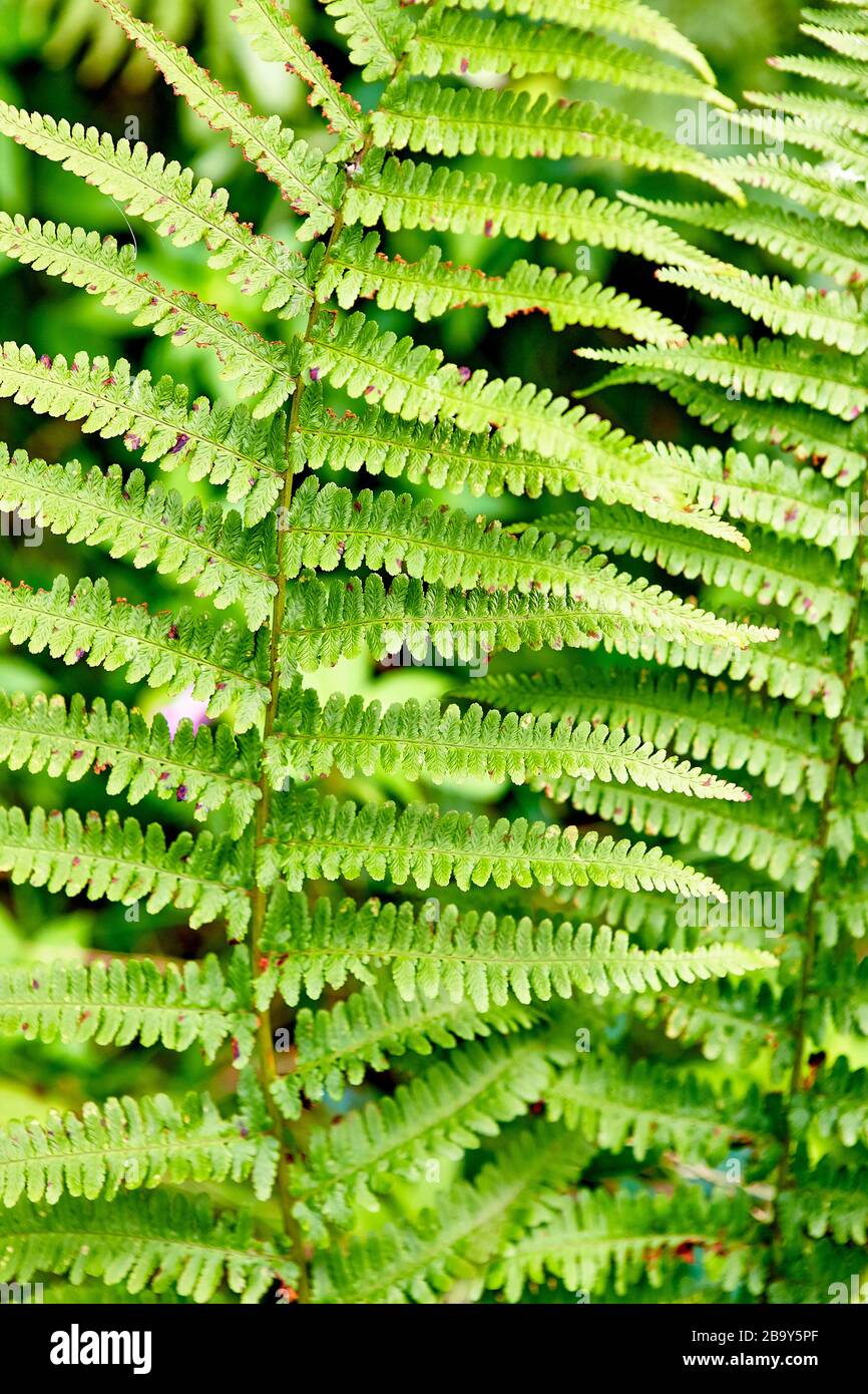 Vibrant green ferns in an English wild woodland on a bright summers day ...