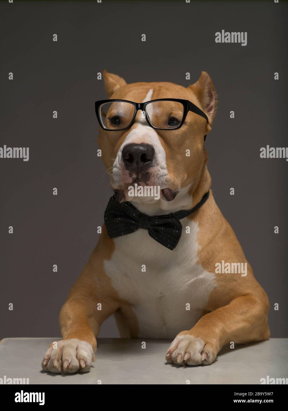 Staffordshire Terrier in a bow tie and glasses, a look at the viewer ...