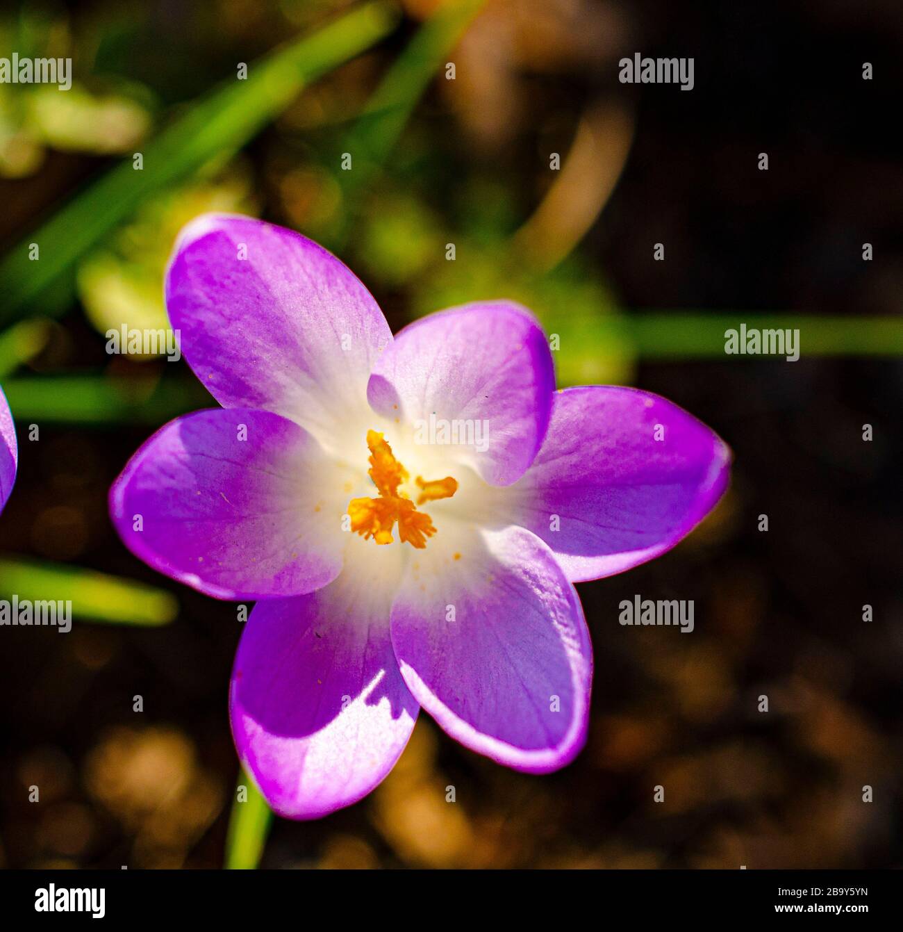Crocus Around Base Of Tree High Resolution Stock Photography and Images ...