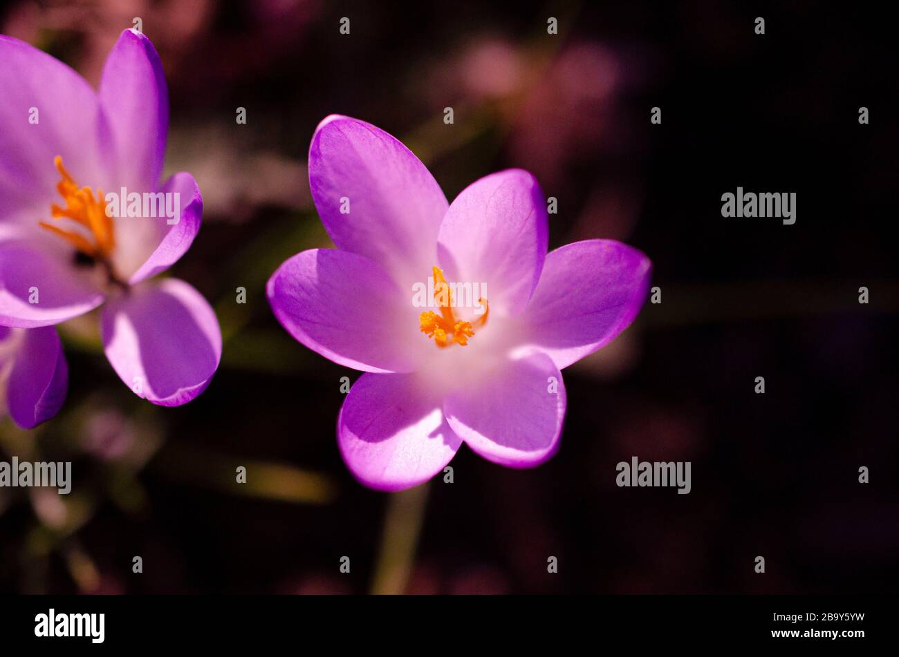 Crocus Around Base Of Tree High Resolution Stock Photography and Images ...