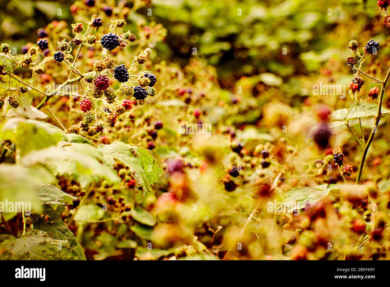 Autumn ripe berries surrounded by vibrant green foliage on bushes in ...