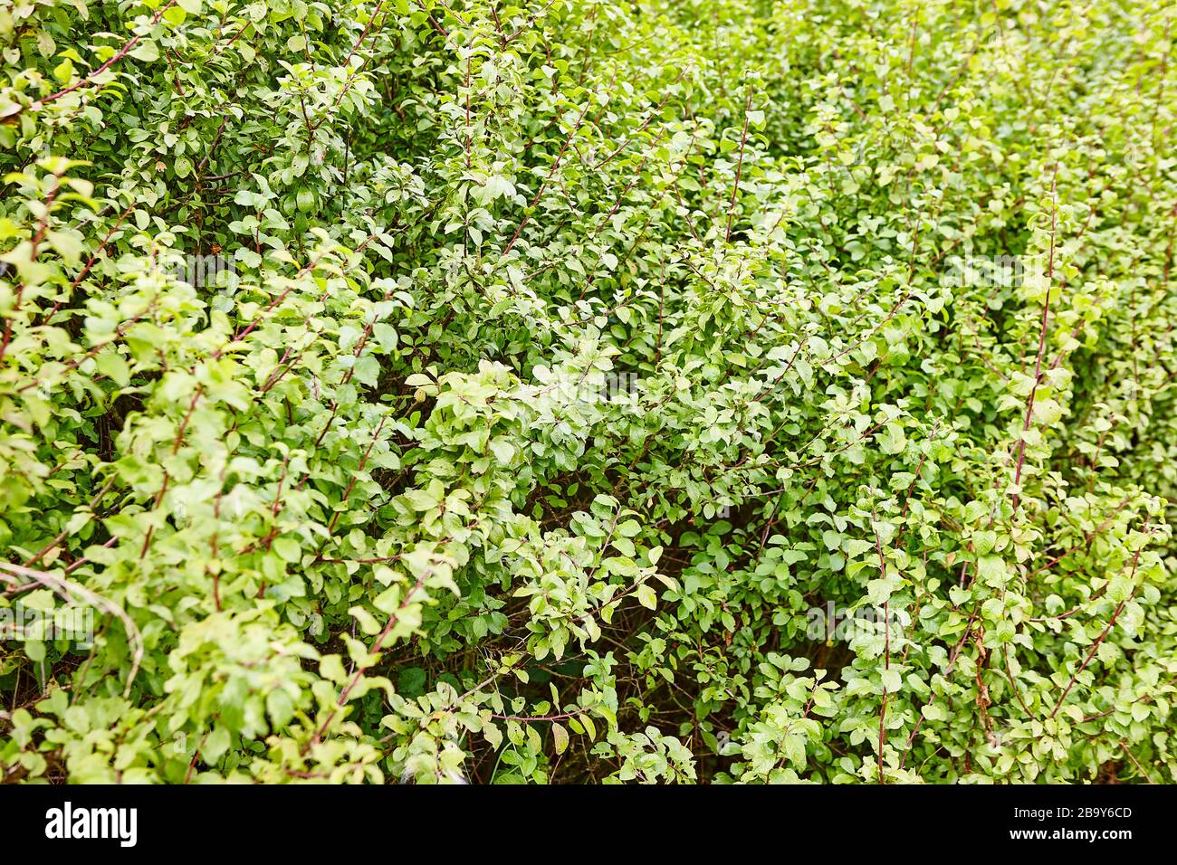 Thick, green bush and tree Summer foliage in the English countryside ...