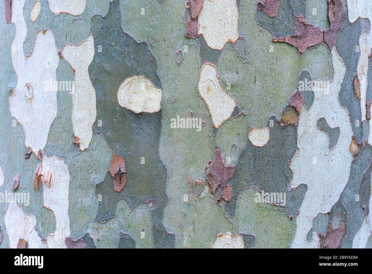 Skin the bark of a tree that traces cracking. Background or texture of ...