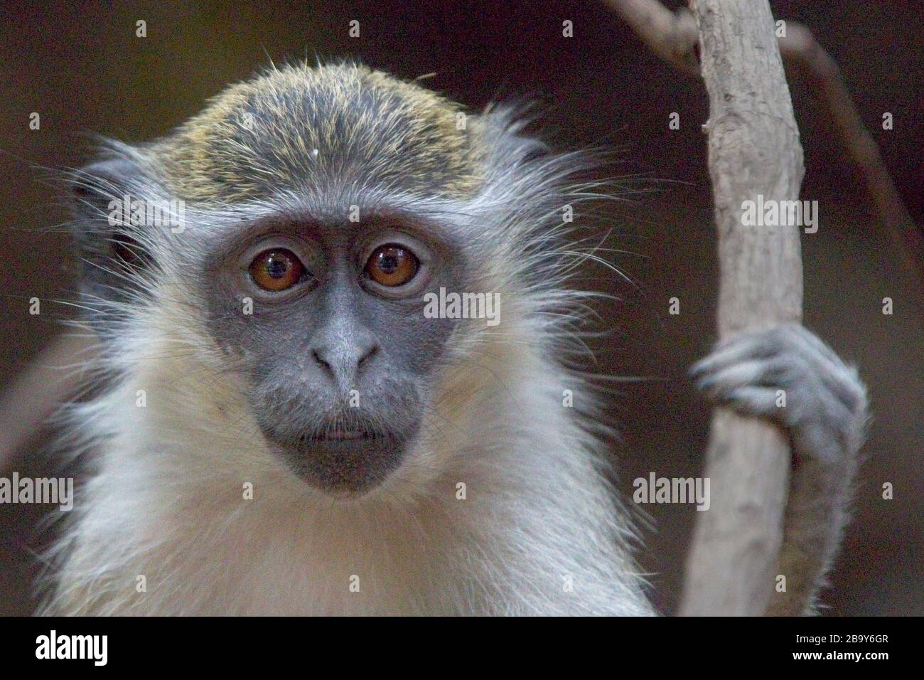 Chlorocebus sabaeus face hi-res stock photography and images - Alamy