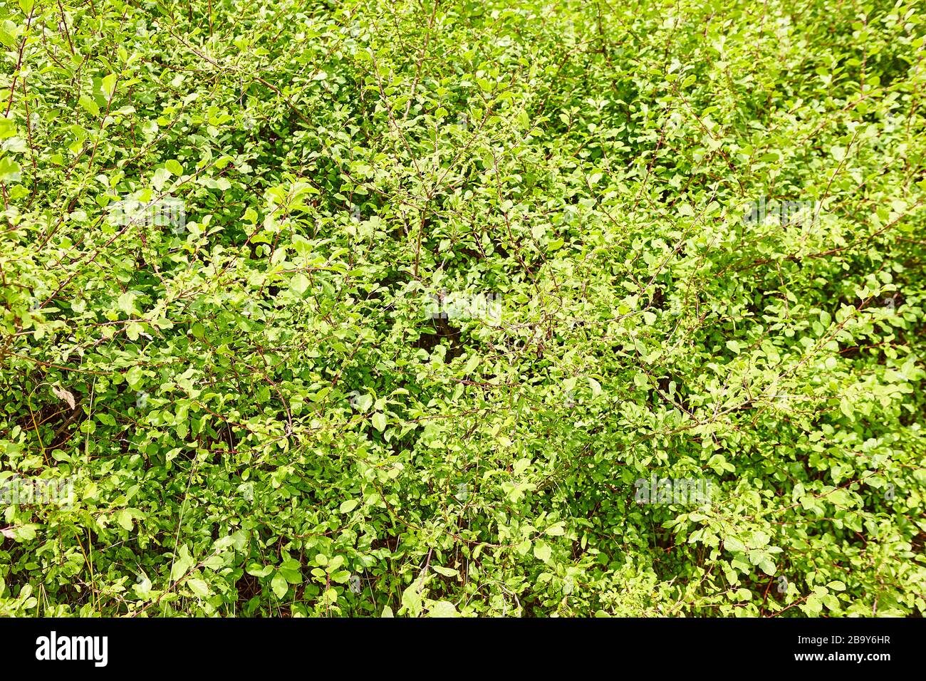 Thick, green bush and tree Summer foliage in the English countryside ...