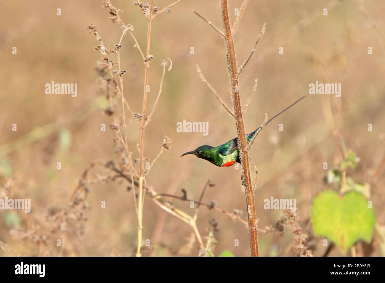 Beautiful sunbird hi-res stock photography and images - Alamy