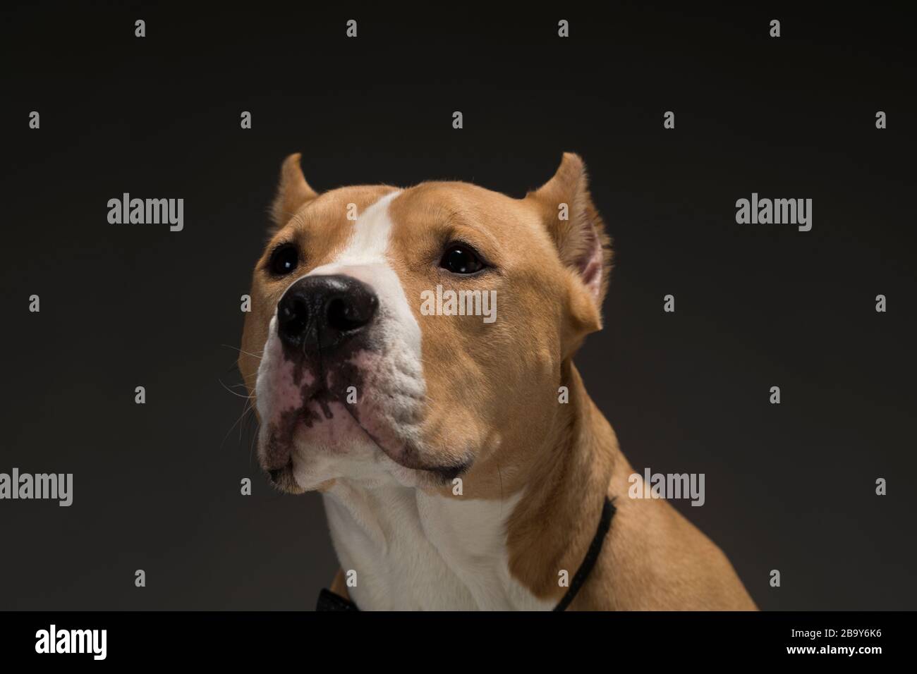 Pitbull terrier hi-res stock photography and images - Alamy