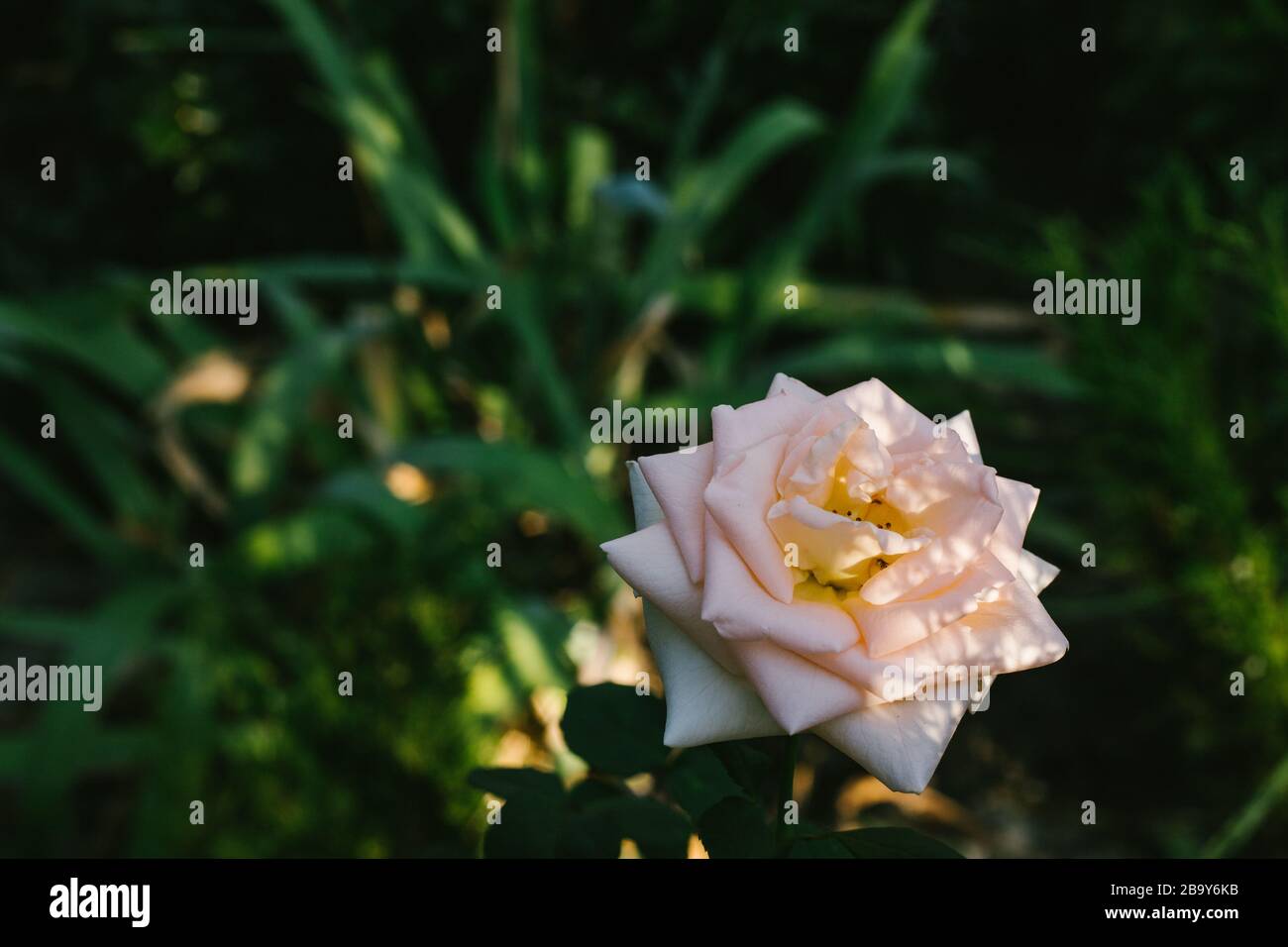 Tea-rose. beautiful, garden Stock Photo - Alamy