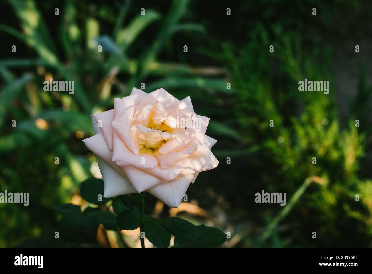Prickly garden shrub hi-res stock photography and images - Alamy