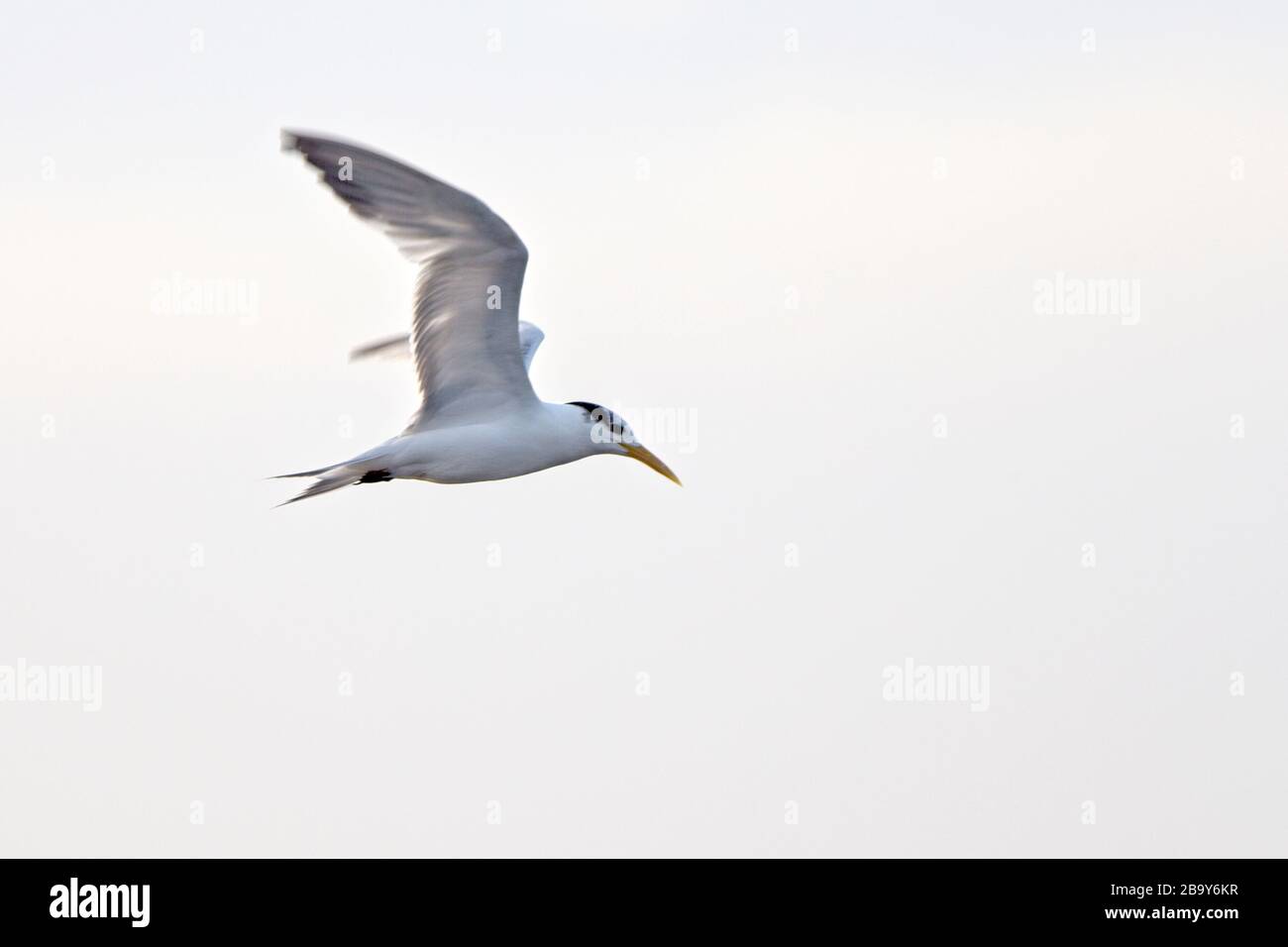 West African Crested Tern (Thalasseus albididorsalis), adult in flight ...